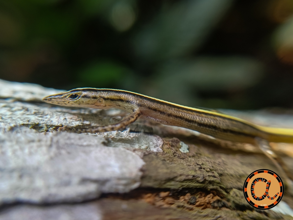 Lipinia pulchella pulchella from 45PV+HQ4 Picnic Area, Makiling Forest ...