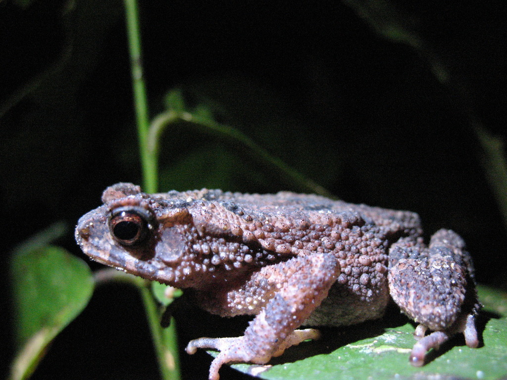 Crested Toad from Borneo on July 2, 2011 by Jeisson Figueroa Sandi ...
