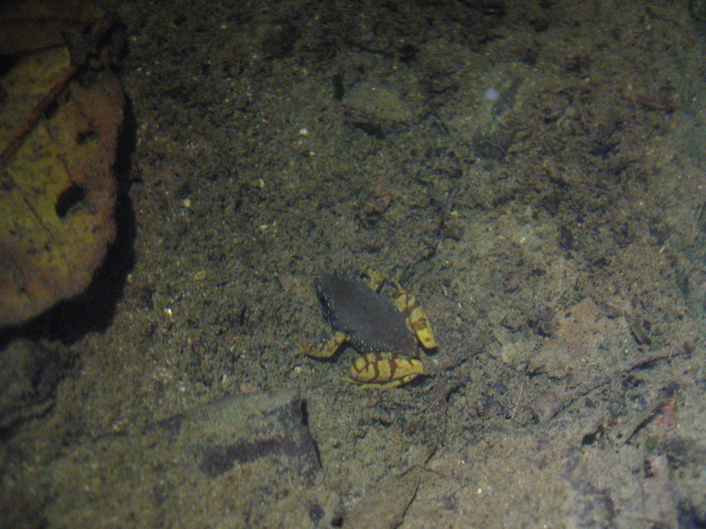 Yellow-Spotted Narrow-Mouthed Frog from Borneo on July 2, 2011 by ...