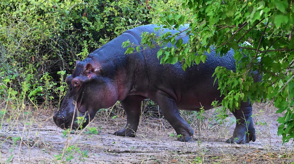 Common Hippopotamus in April 2025 by Jenny Pansing. 0578exinP. near the ...
