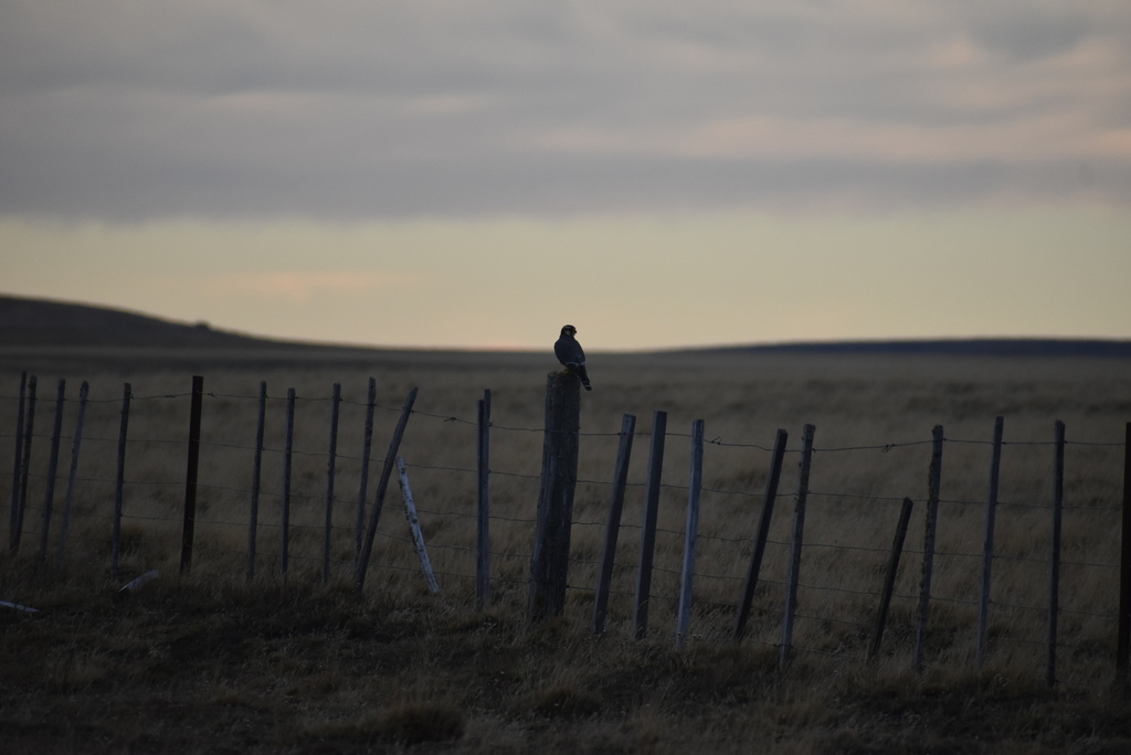 Aplomado Falcon from Magallanes, Magallanes y la Antártica Chilena ...