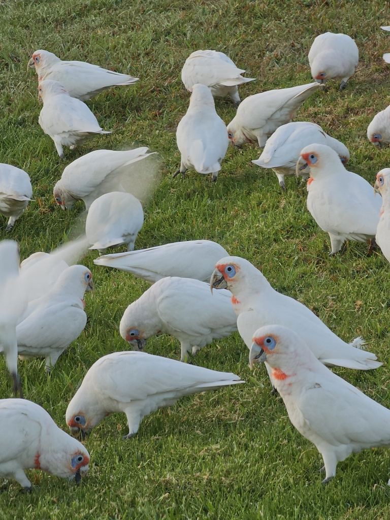 Long-billed Corella from Simpson VIC 3266, Australia on May 11, 2025 at ...