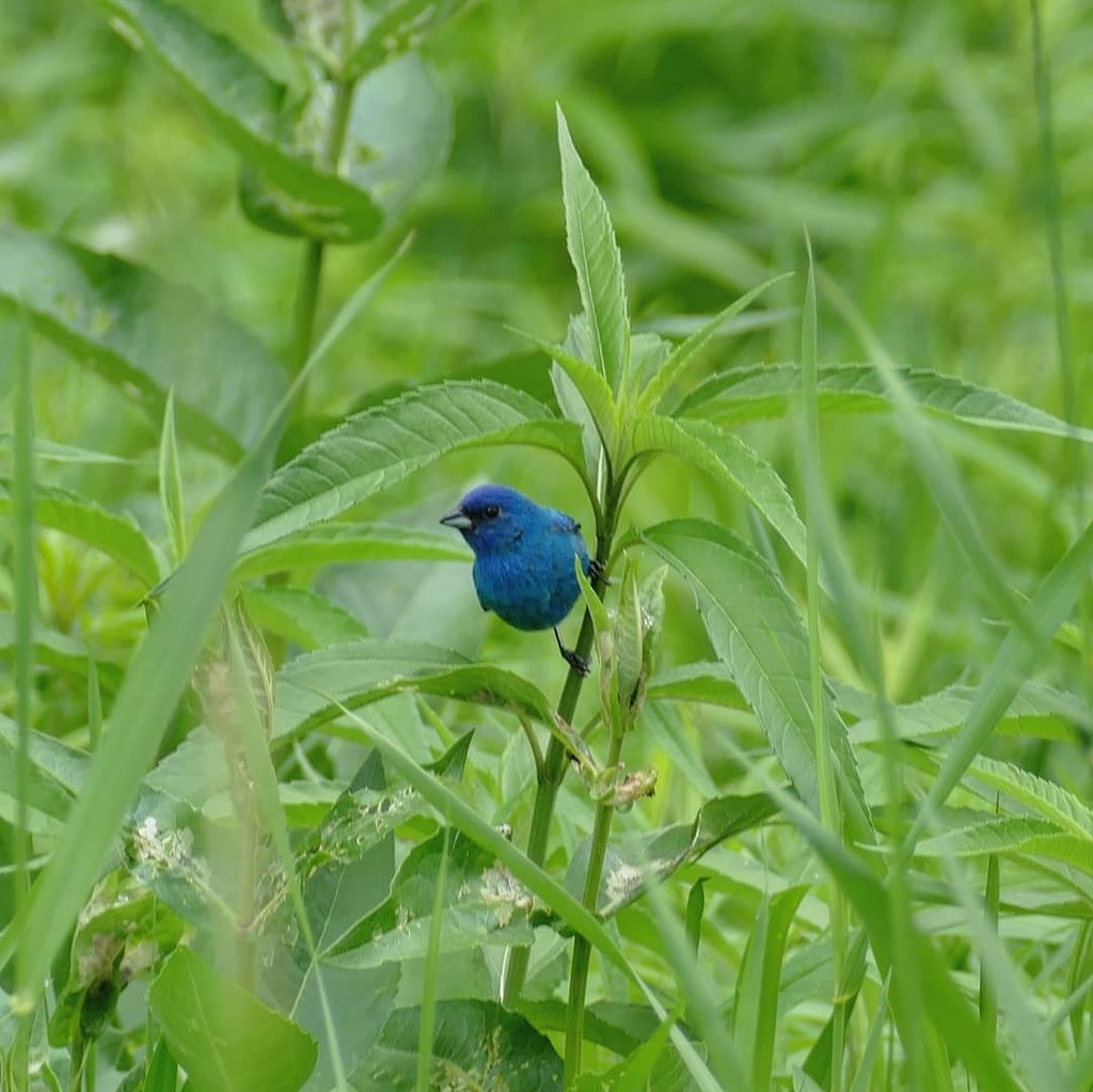 Indigo Bunting from Hawley & Martin #2648, Milwaukee, WI 53208, USA on ...