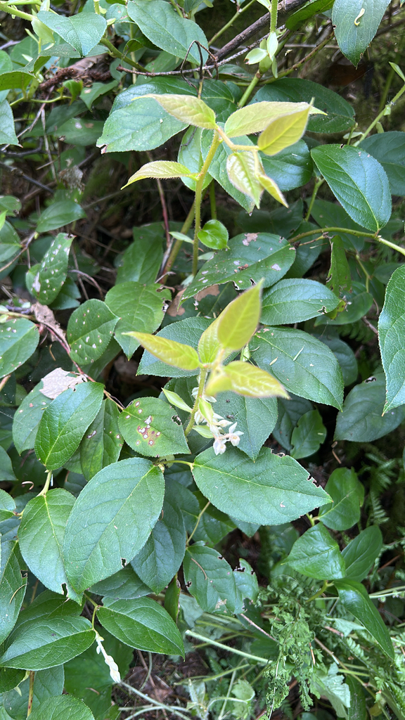 salal from Olympic View Dr, Edmonds, WA, US on May 10, 2025 at 03:59 PM ...