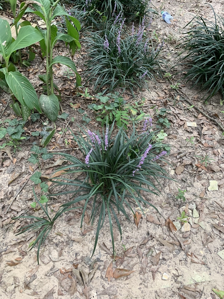Liriope from 322–328 Jasper Highway 533, Laurel, MS, US on July 2, 2019 ...