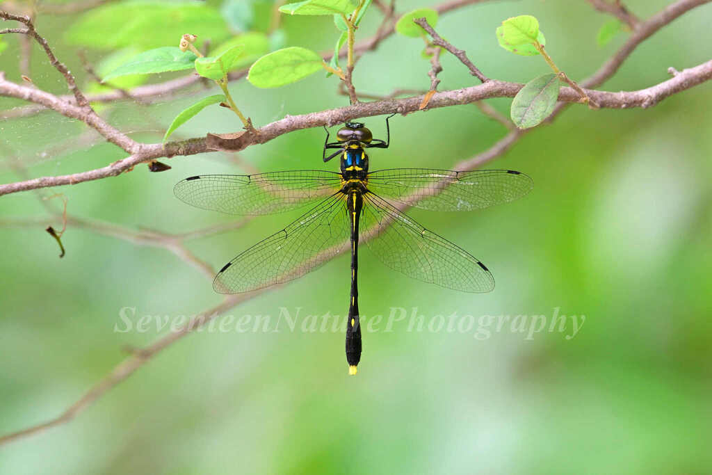 Macromidia kelloggi from 中国江西省宜春市靖安县 on May 4, 2025 at 11:14 AM by Shi ...