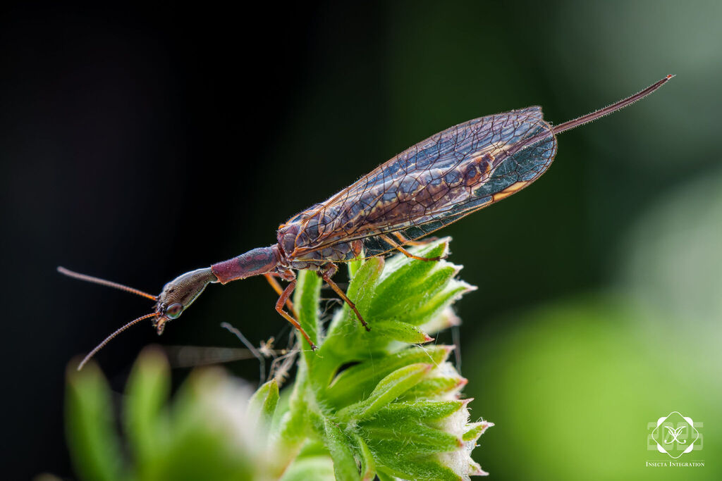 Common Snakeflies from San Carlos, San Diego, CA, 美国 on May 10, 2025 at ...