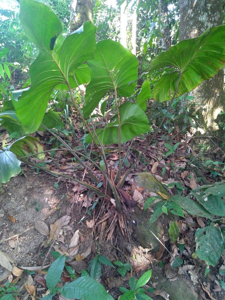 arum family from Landázuri, CO-ST, CO on August 29, 2019 at 03:02 PM by ...