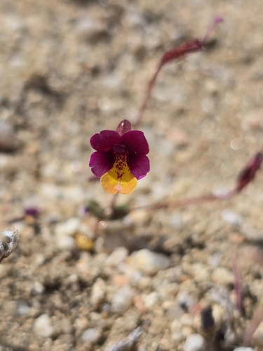 Hybrid Erythranthe shevockii × androsacea · iNaturalist