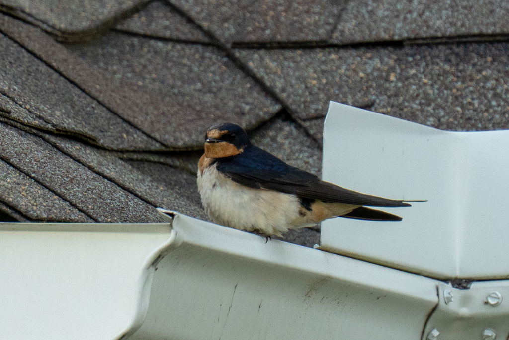 Barn Swallow from Sunbury, OH, USA on May 11, 2025 at 06:24 PM by ...