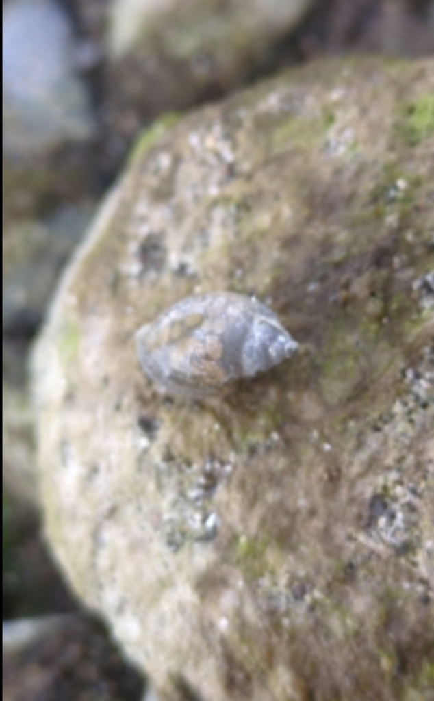 Acute Bladder Snail from Boardman on December 31, 1969 at 05:00 PM by ...