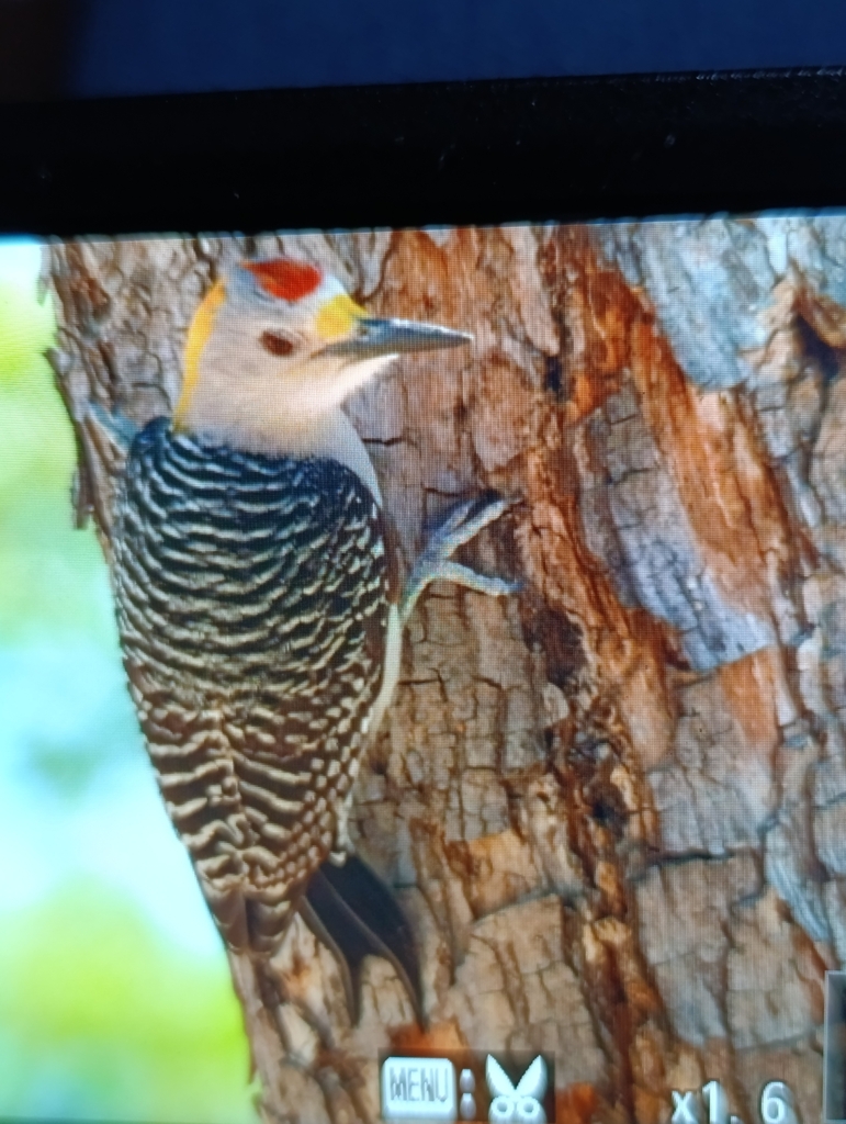 Golden-fronted Woodpecker from 25977 Coah., México on May 11, 2025 at ...
