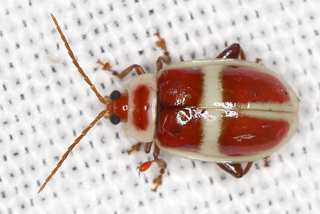 Asphaera discicollis from Provinz Puntarenas, Costa Rica on March 13 ...