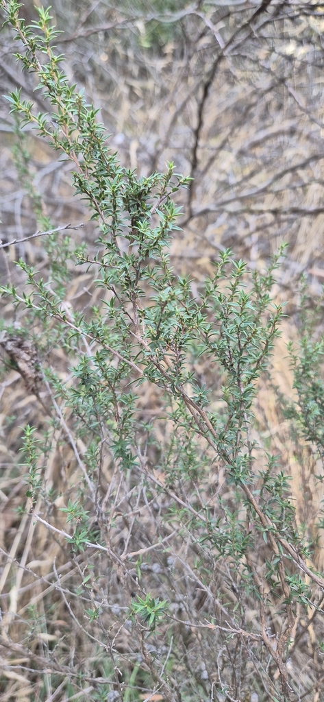prickly tea-tree from Wonthaggi Bushland Reserve, Wonthaggi VIC 3995 ...