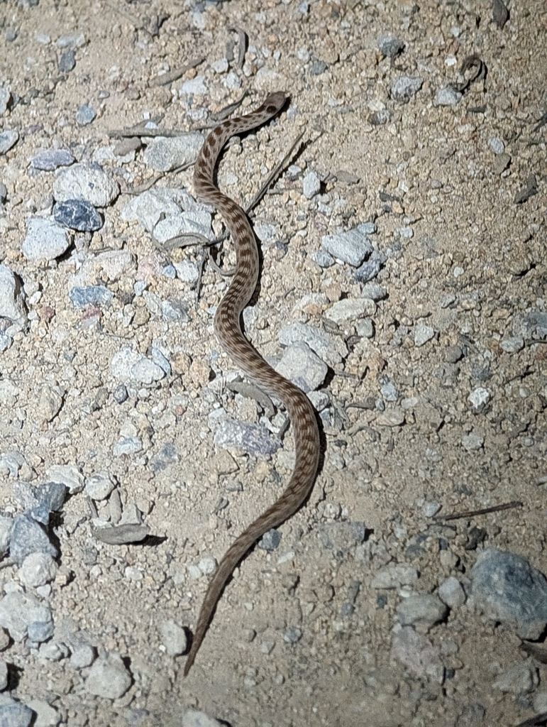 Coast Night Snake from Lake Murray, San Diego, CA, USA on May 11, 2025 ...