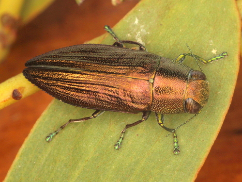 Melobasis nervosa · iNaturalist