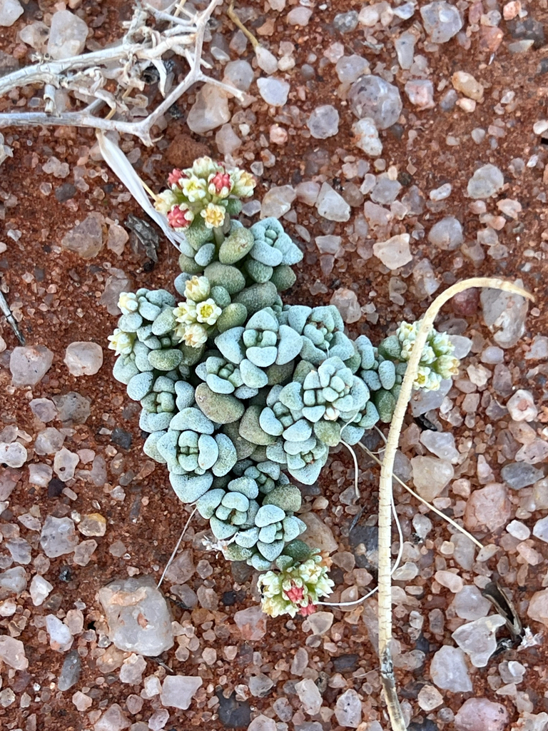Coral Stonecrop from N14, Springbok, Northern Cape, ZA on May 5, 2025 ...