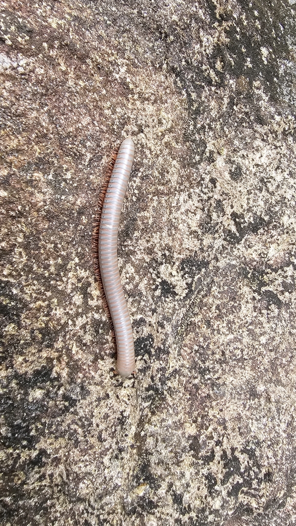 Pachybolinae from HF95+RW6 ผารับลม Tambon Phe, Amphoe Mueang Rayong ...
