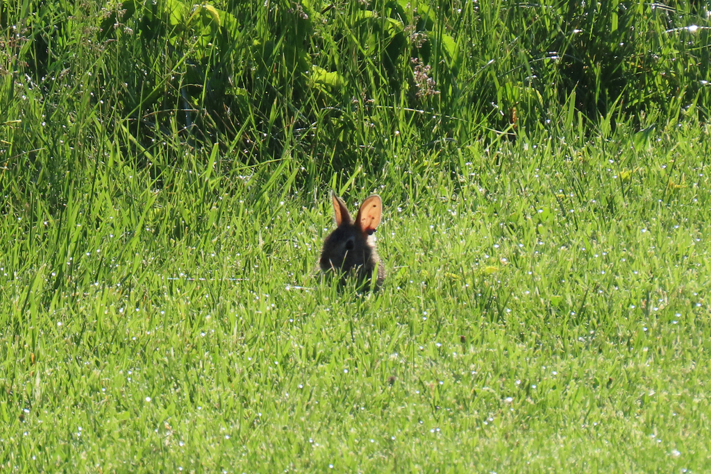 Eastern Cottontail from Alpha Ridge Park on May 12, 2025 at 08:18 AM by ...