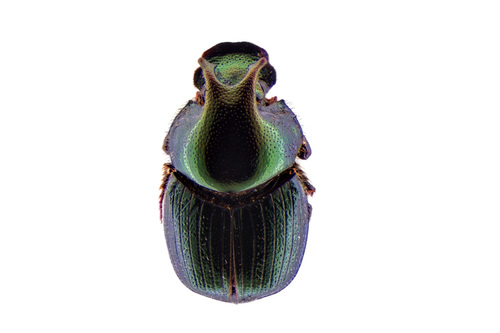 Green-bronze Dung Beetle (Dung beetles of New England) · iNaturalist