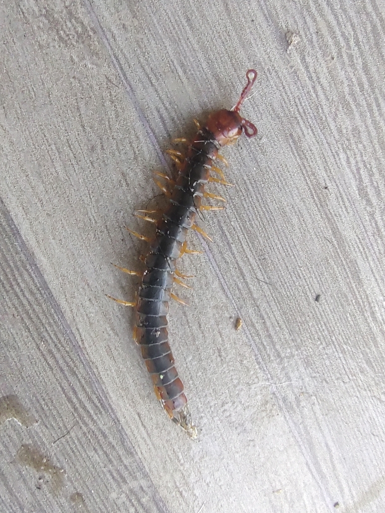 Scolopendra angulata from 8MHV+2C, Yopal, Casanare, Colombia on May 8 ...