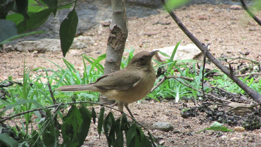 Clay-colored Thrush from Francisco I. Madero, Tuxtla Gutiérrez, Chis ...