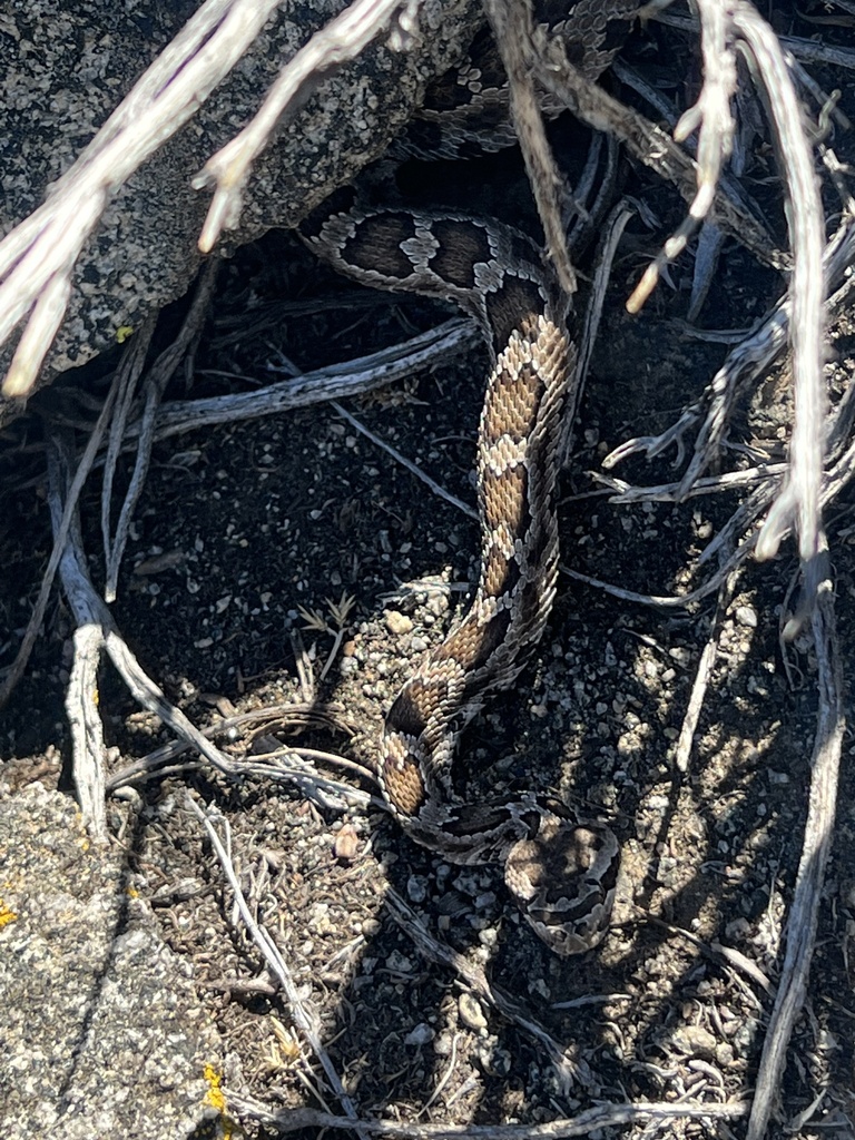 Northern Pacific Rattlesnake in May 2025 by Mike Rochford · iNaturalist