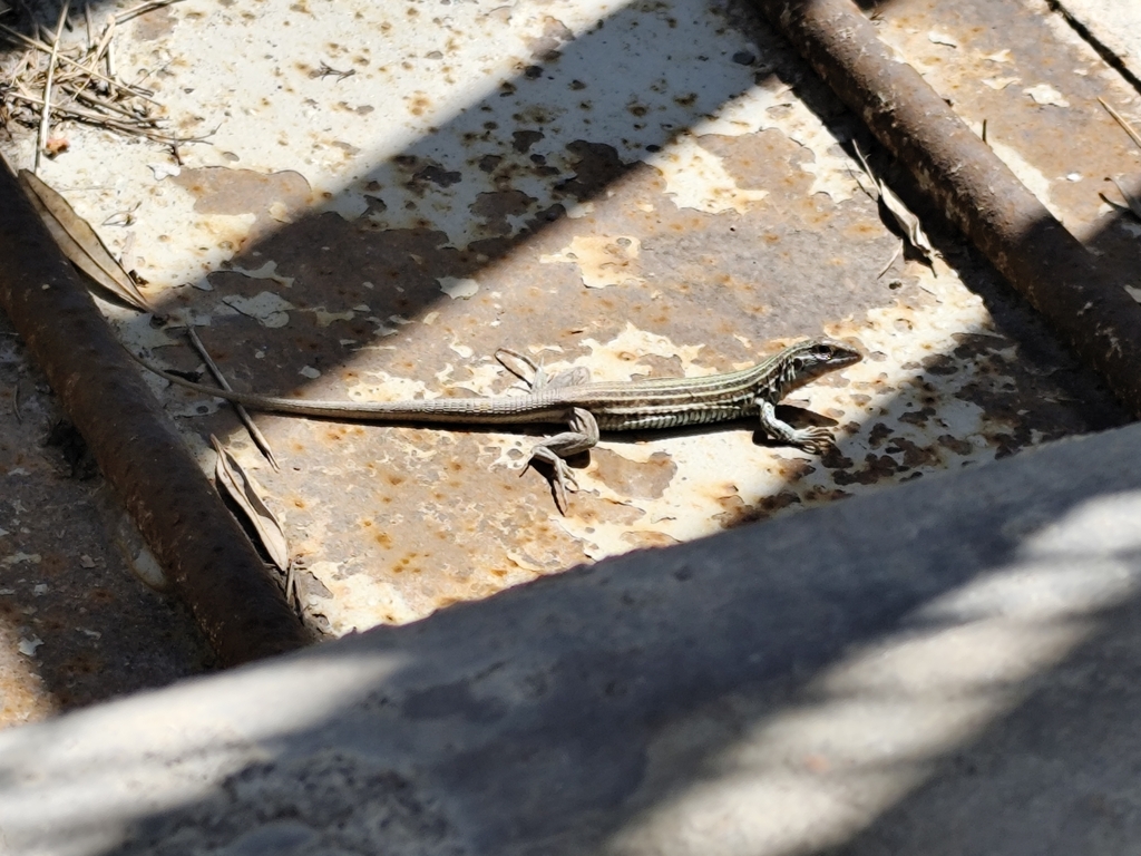 Huico pinto del noreste desde 67258 N.L., México el 12 de mayo de 2025 ...