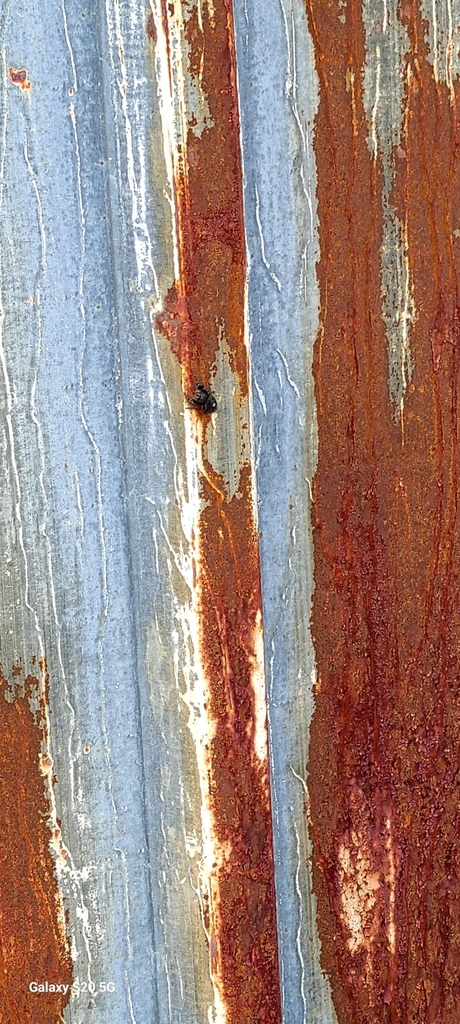 Bold Jumping Spider in May 2025 by Tracey · iNaturalist