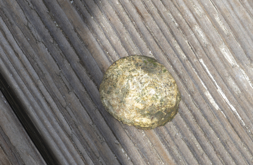 Plate Limpet from Los Angeles, CA, USA on May 11, 2025 at 01:32 PM by ...