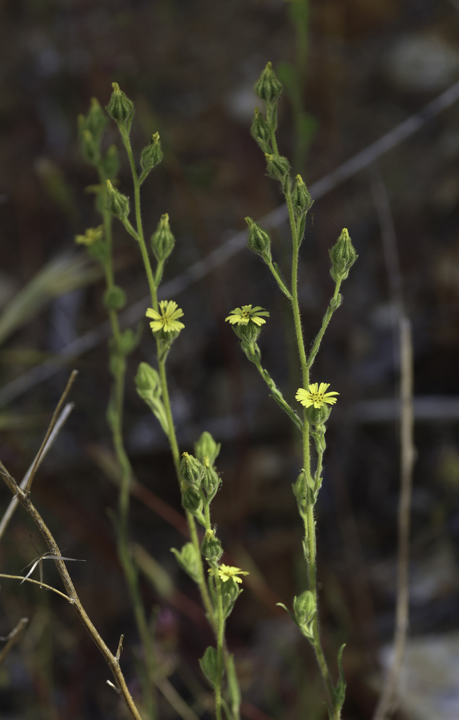 tarweeds from Monterey County, CA, USA on May 11, 2025 at 09:24 AM by ...