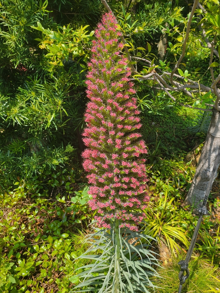 Flowering Plants from Japan, 〒279-8511 Chiba, Urayasu, Maihama, 1番地1 東京 ...
