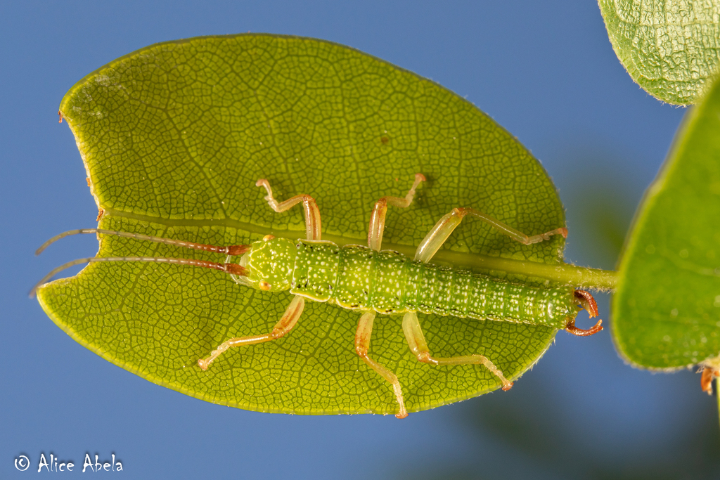 California Timema from Milpitas, California, United States on April 21 ...