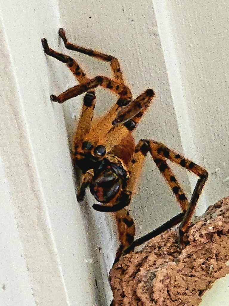 Typostola from Daintree Rainforest on May 13, 2025 at 04:42 PM by ...
