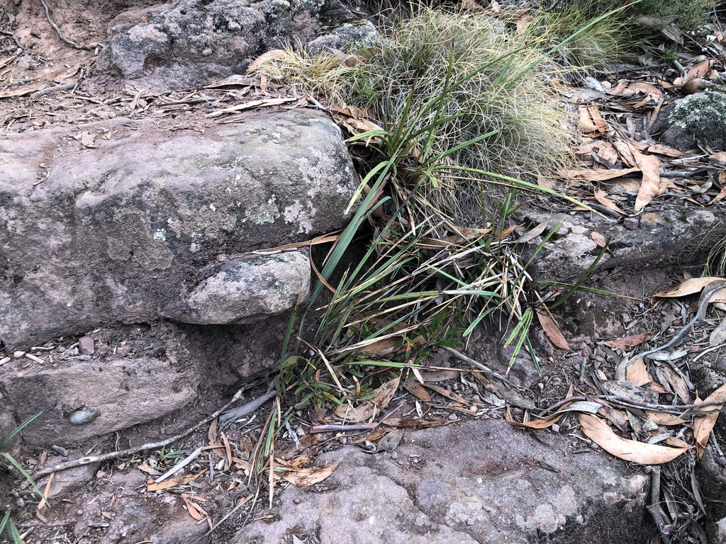 dicots from Howqua Hills VIC 3723, Australia on April 26, 2025 at 02:35 ...