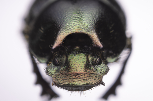 Green-bronze Dung Beetle (Dung beetles of New England) · iNaturalist
