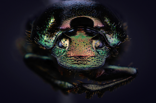 Green-bronze Dung Beetle (Dung beetles of New England) · iNaturalist