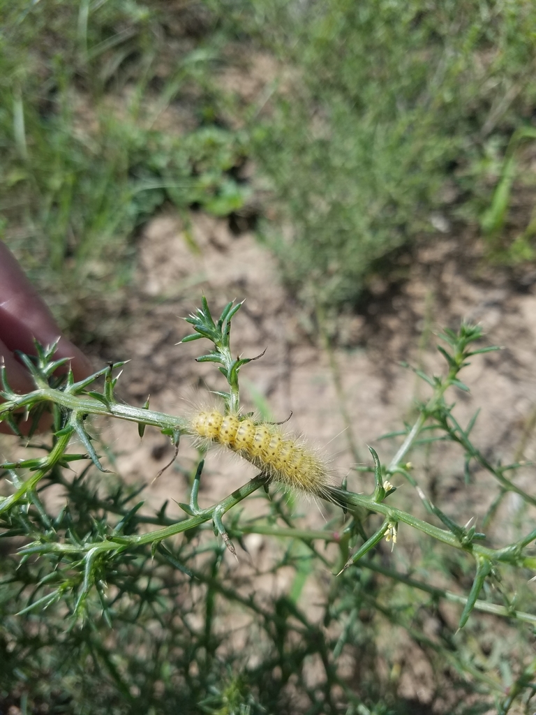 Tiger Moths from Sierra Vista, AZ 85650, USA on September 3, 2019 at 10 ...
