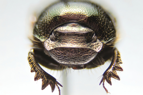 Green-bronze Dung Beetle (Dung beetles of New England) · iNaturalist