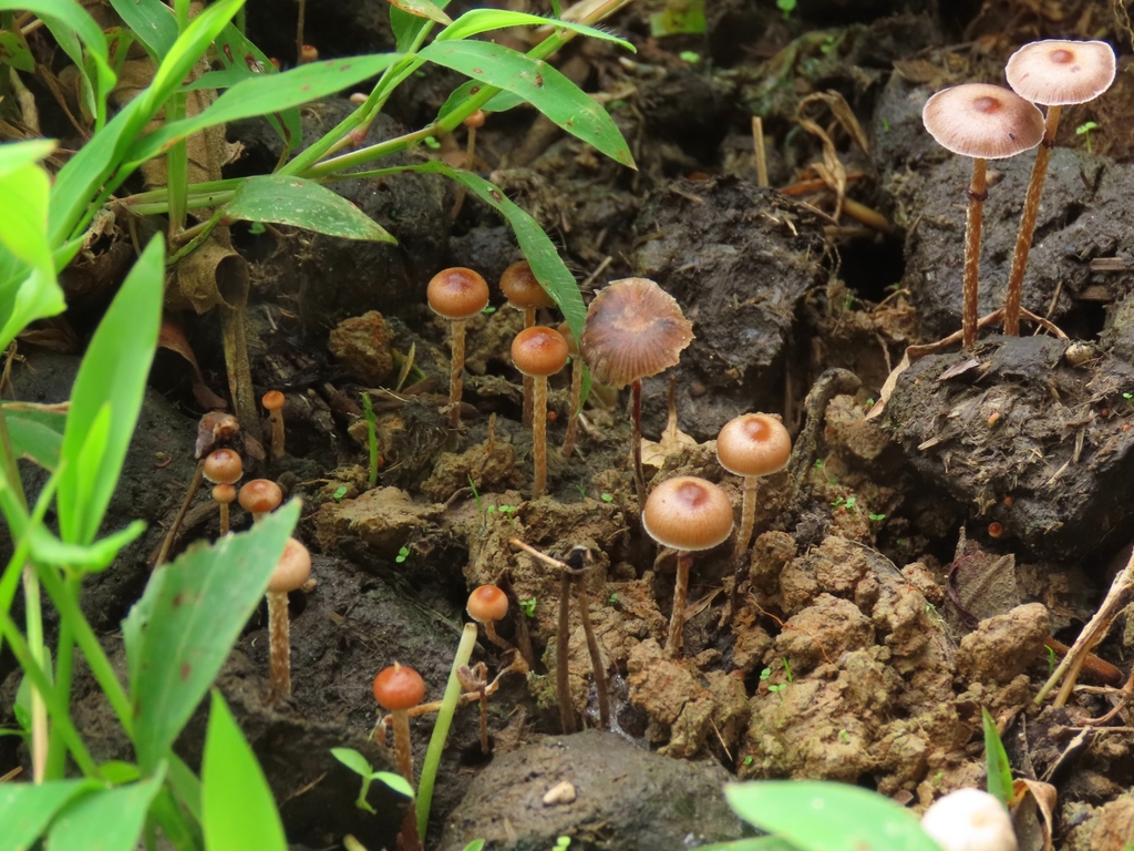 Deconica merdaria from Matama, Limón, Costa Rica on May 11, 2025 at 03: ...