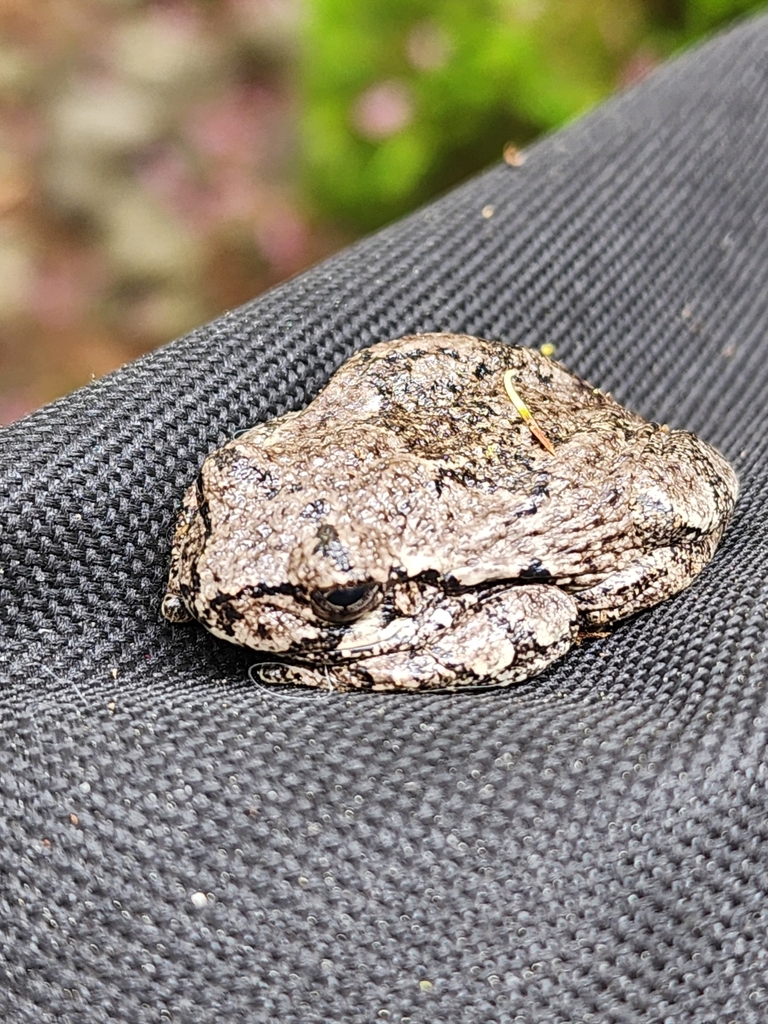 Gray Treefrog from Puslinch, ON N0B 2J0, Canada on May 13, 2025 at 02: ...