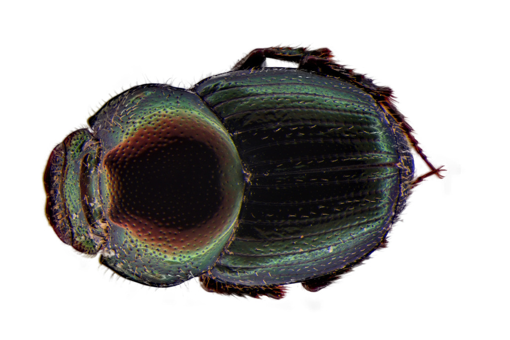 Green-bronze Dung Beetle (Dung beetles of New England) · iNaturalist