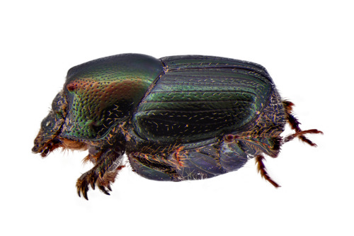Green-bronze Dung Beetle (Dung beetles of New England) · iNaturalist
