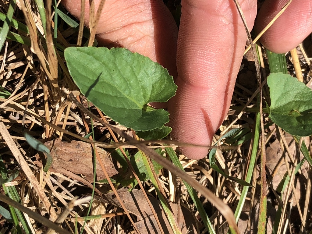 Arrowleaf Violet from Chickamauga and Chattanooga National Military ...