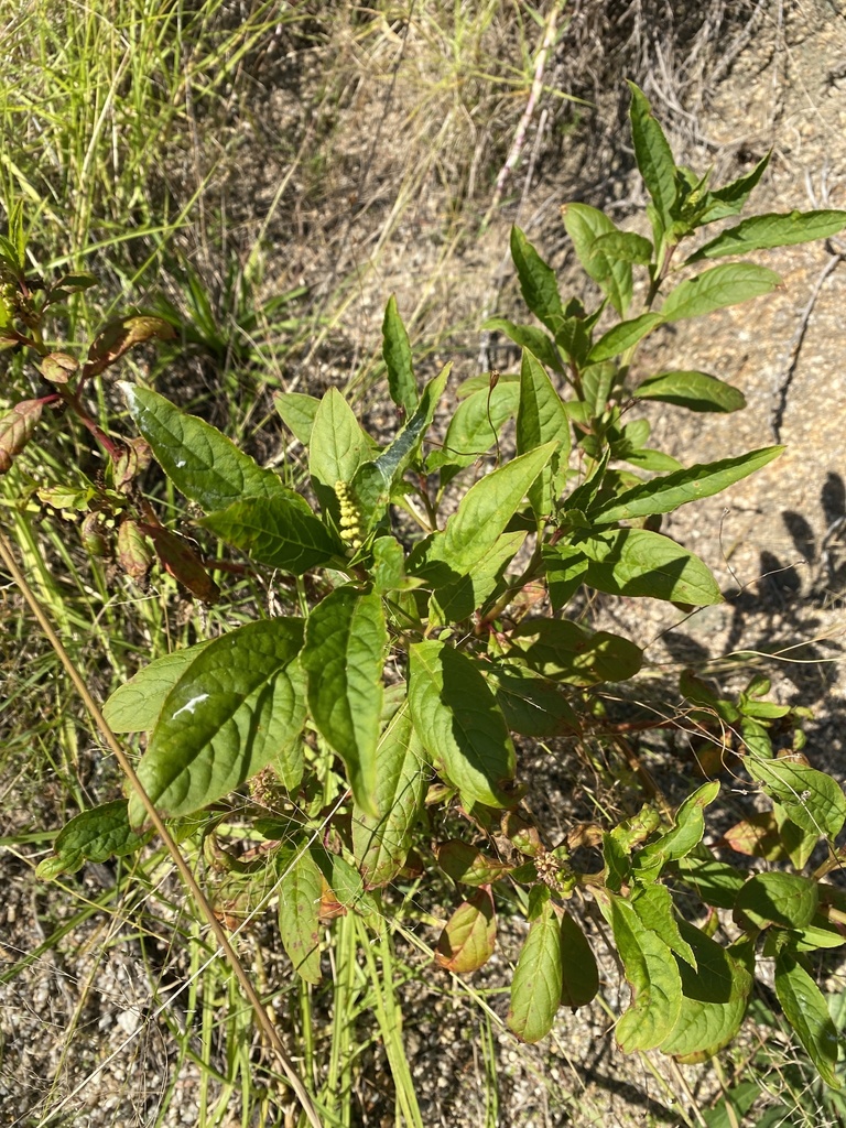 Inkweed from Bass Ct, Genoa, VIC, AU on May 14, 2025 at 11:03 AM by ...