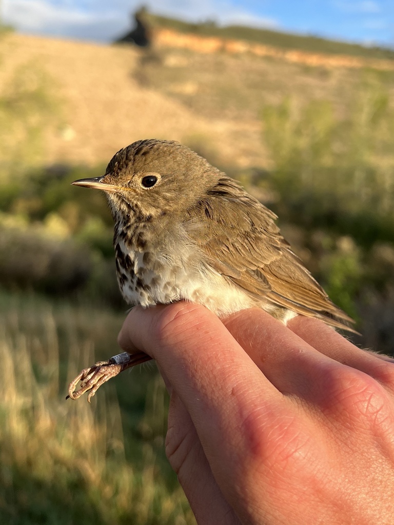Hermit Thrush from Reservoir Loop Trail, Fort Collins, CO, US on May 1 ...