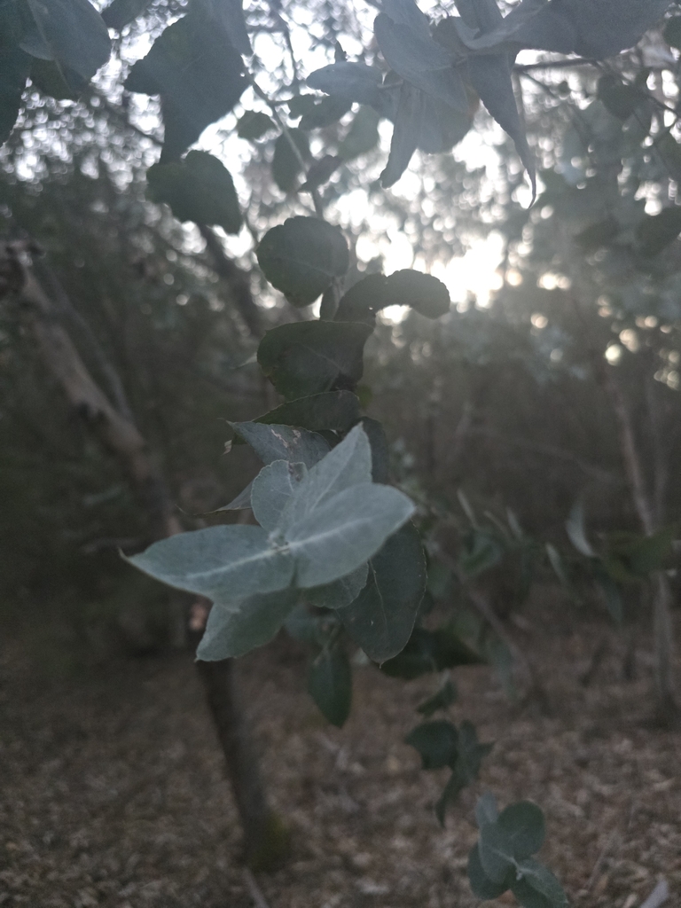 Victorian blue gum from Devils River VIC 3714, Australia on May 5, 2025 ...