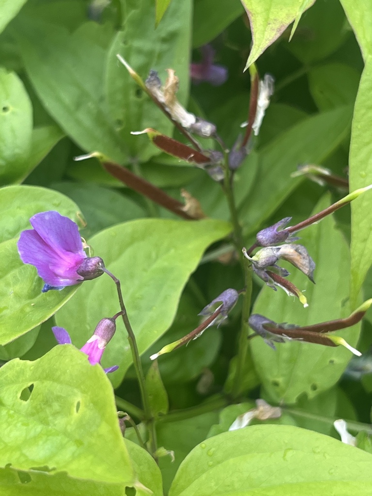 spring vetch from Московский, Чебоксары, Чувашия, RU on May 14, 2025 at ...