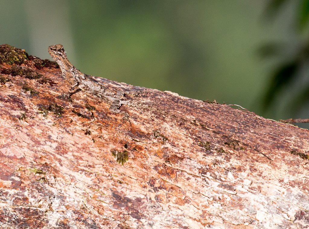 Flying Dragons from Amo, Brunei on April 18, 2017 at 08:00 AM by ...