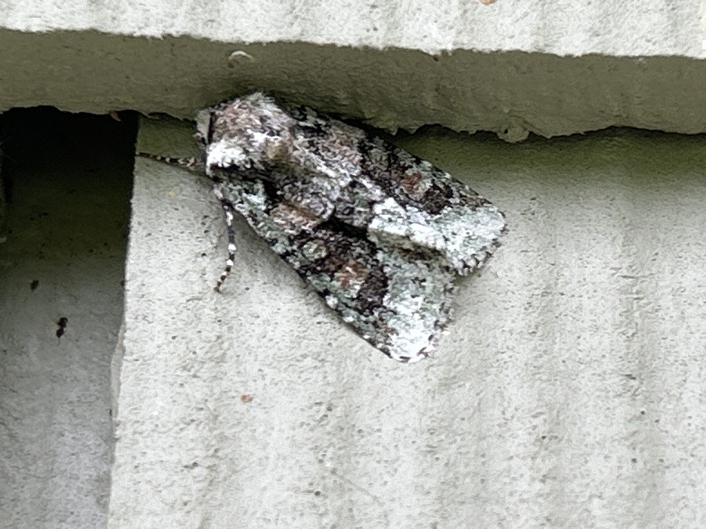 Explicit Arches from Alpha Ridge Park, Marriottsville, MD, US on May 14, 2025 at 08:31 AM by ...